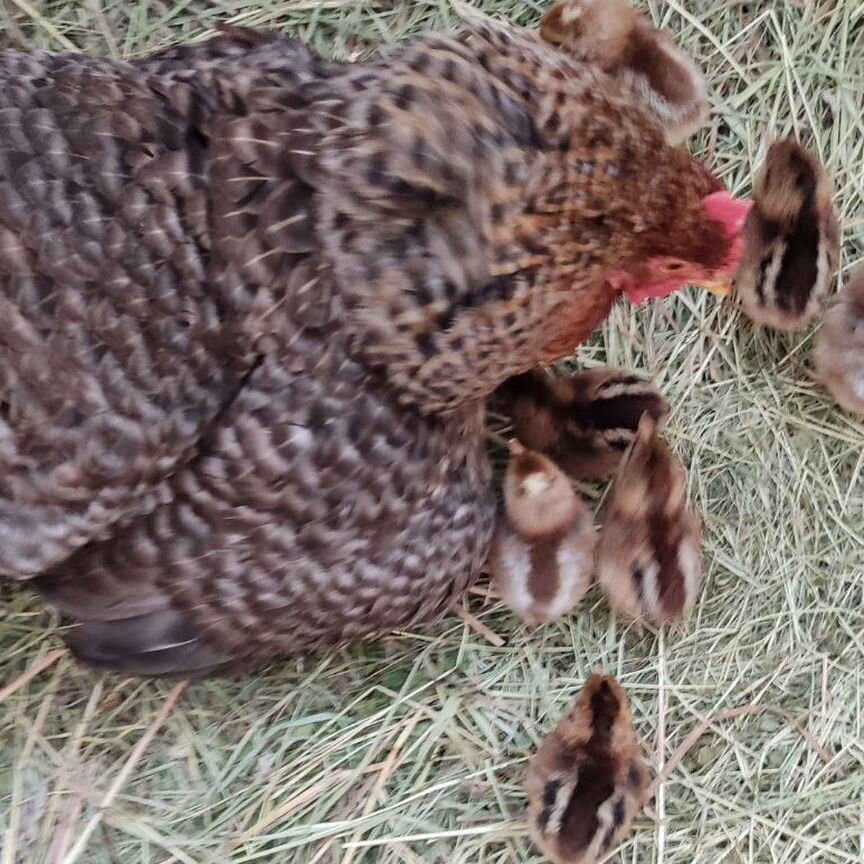 Цыплята Билефельдер