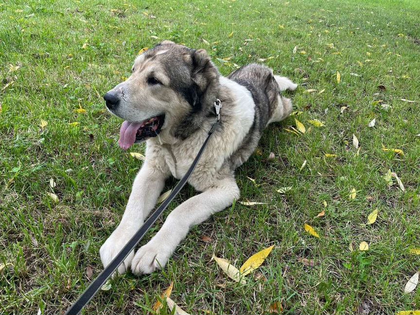 Самый добрый алабай ищет своего человека