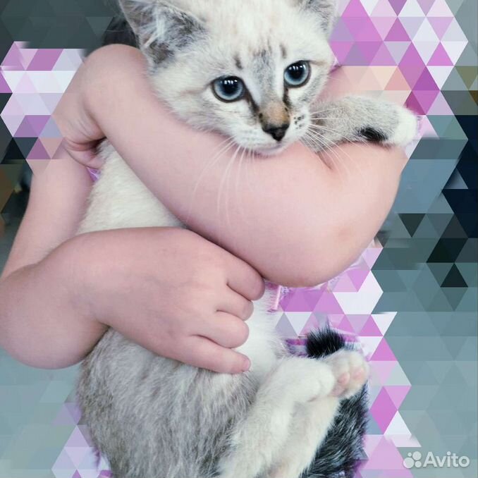 Тайская малышка 2,5 месяца, котёнок ищет дом