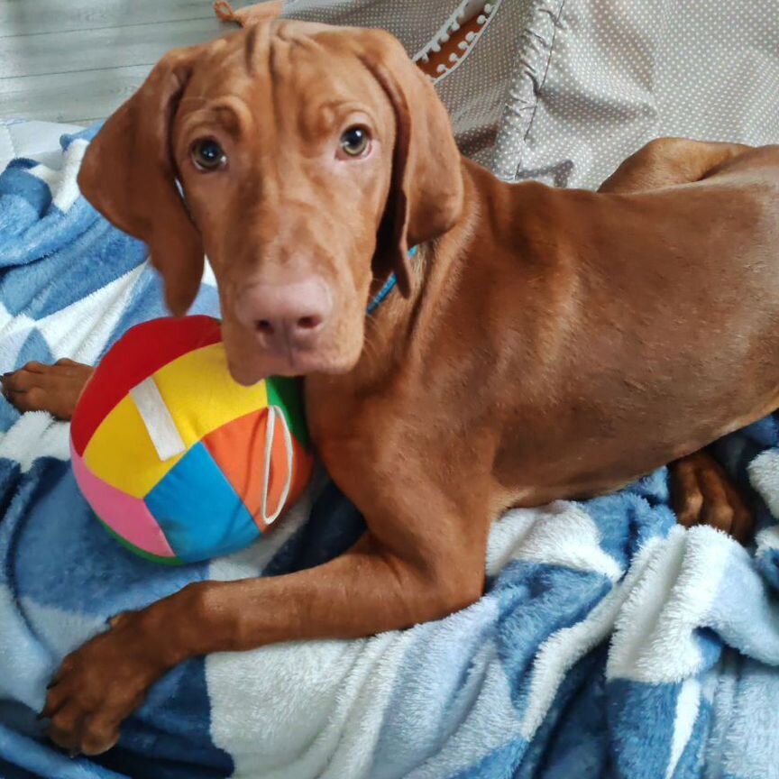 Венгерская выжла, щенок