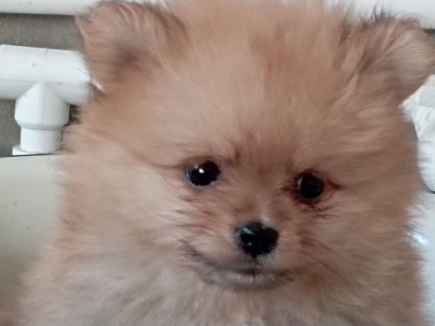 Померанский шпиц мини