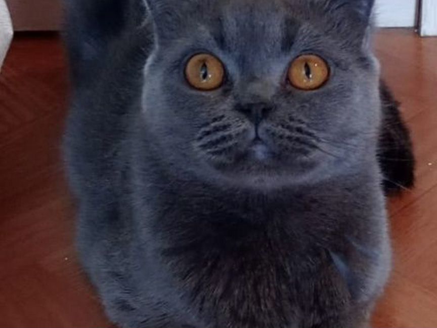 Кошки