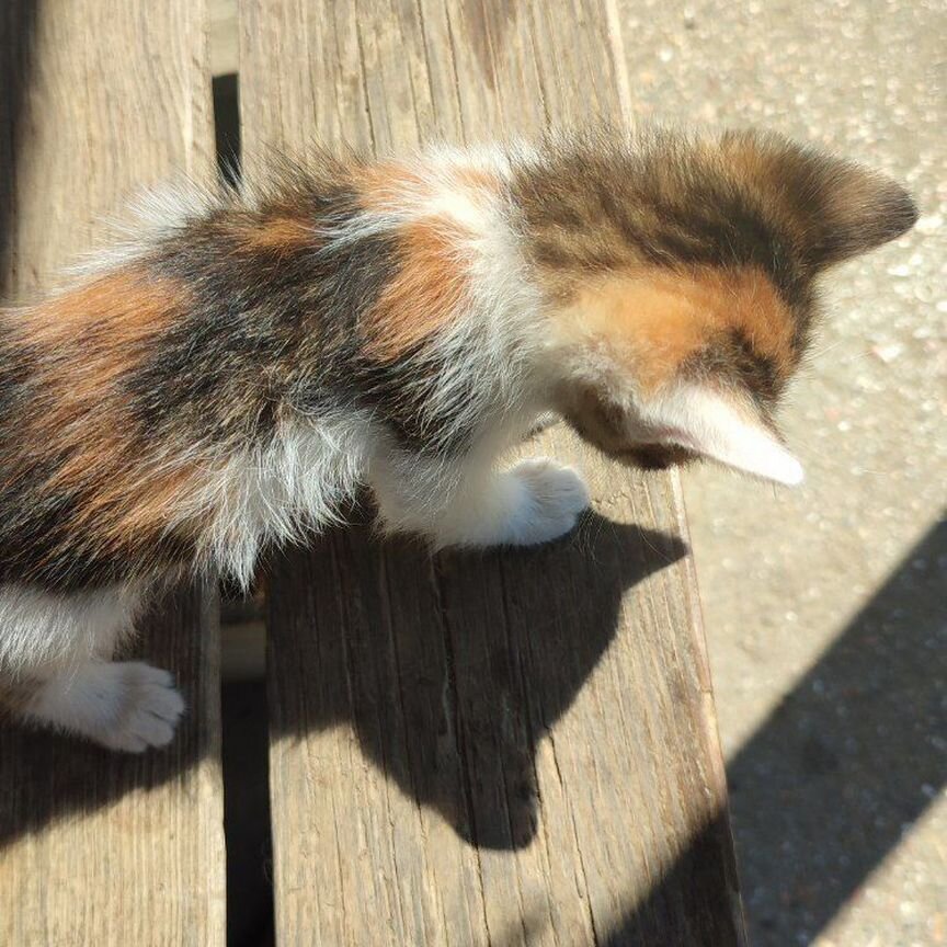 Котята в самые добрые руки