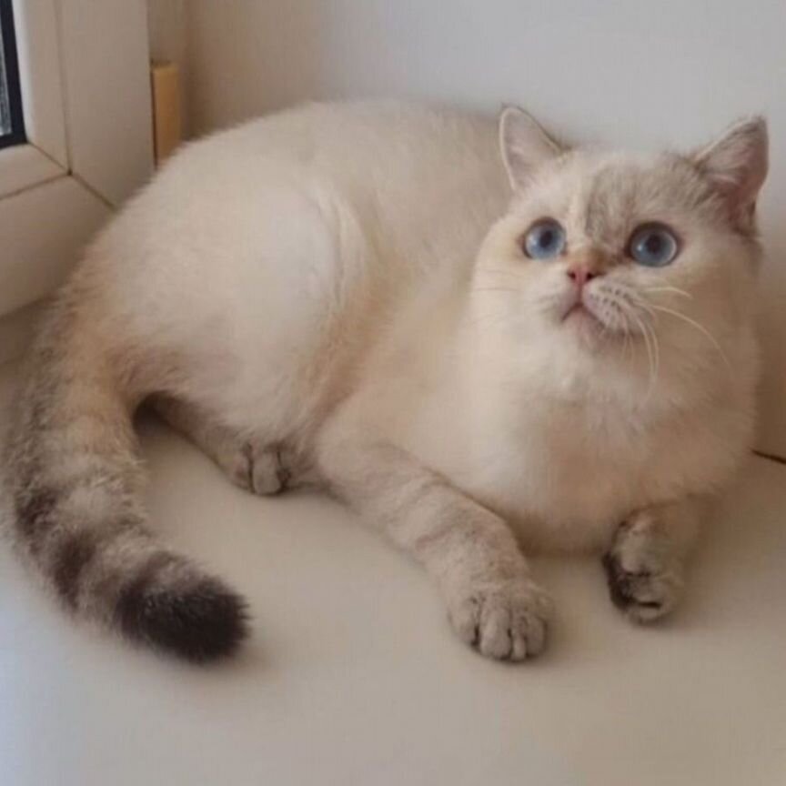 Мальчик золотой колорпойнт