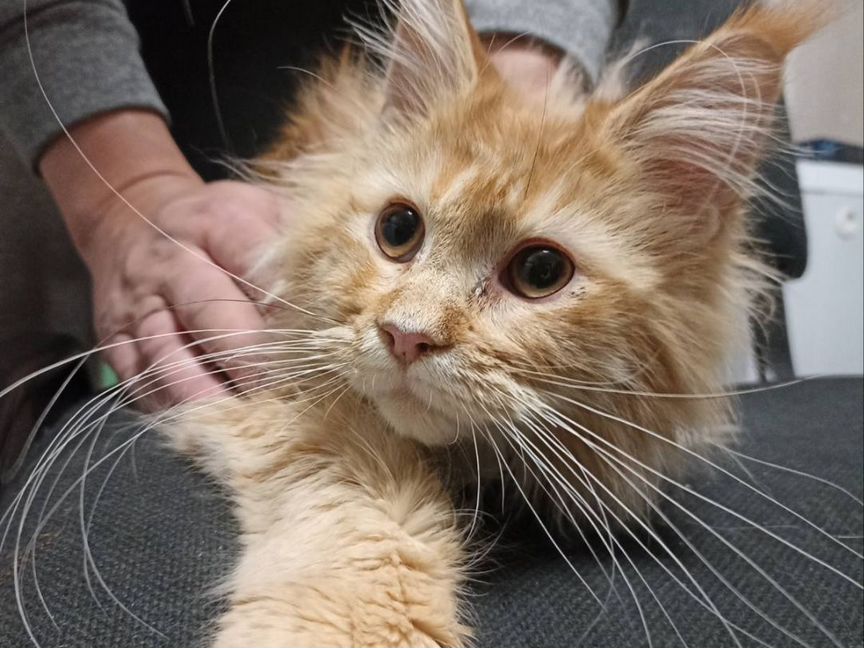 Котенок мейкун полидакт
