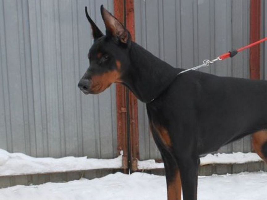 Щенок Добермана