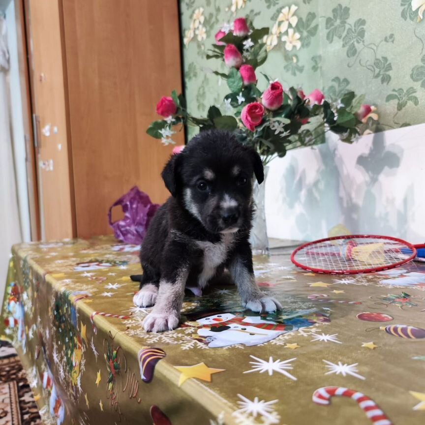 Отдам в добрые руки