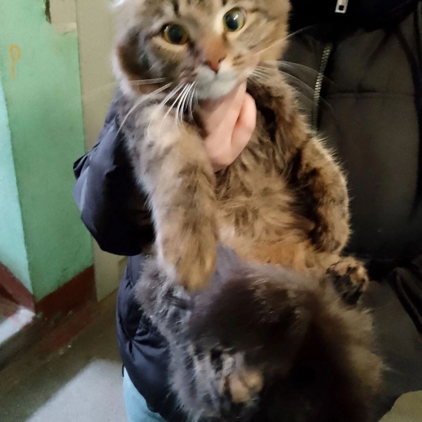 Котенок подросток ищет передержку или дом