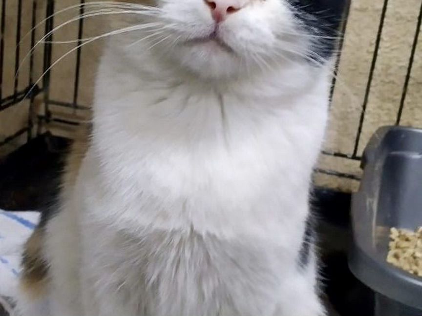 Нужна передержка/дом