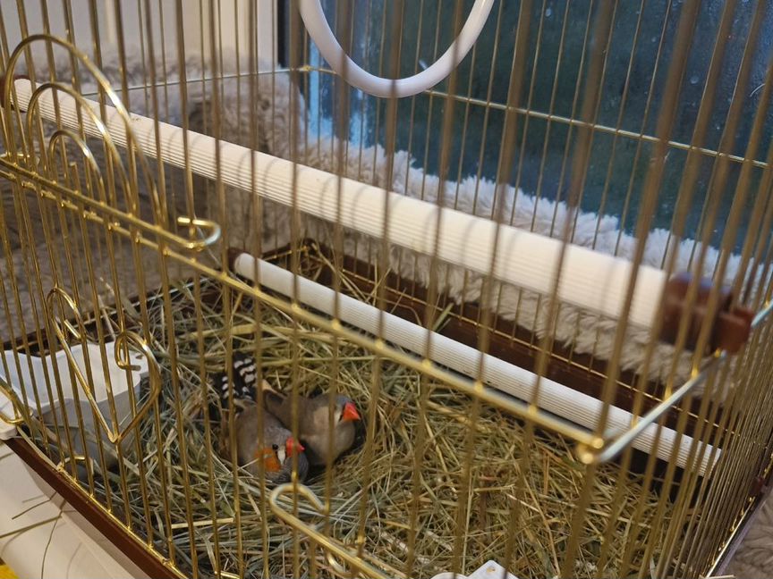 Птицы амадины