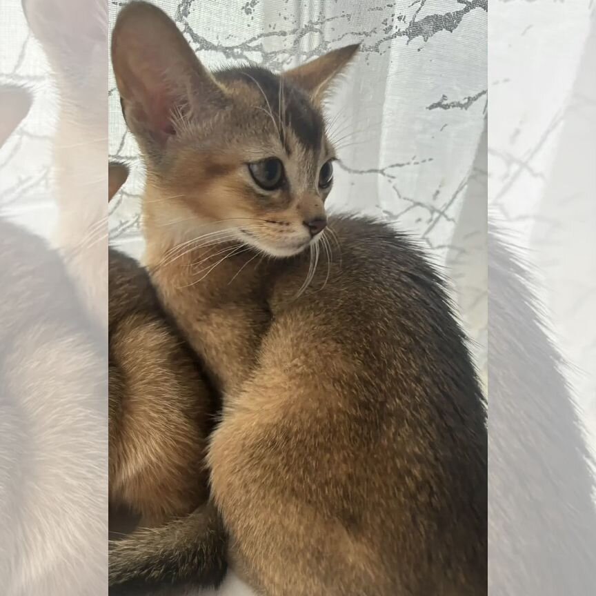 Абиссинский котёнок