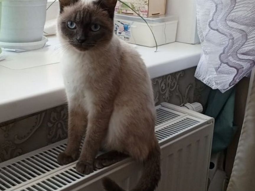 Котенок 8мес