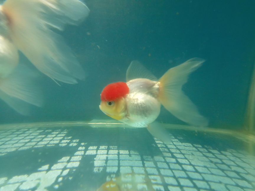 Красная шапочка. Золотая рыбка