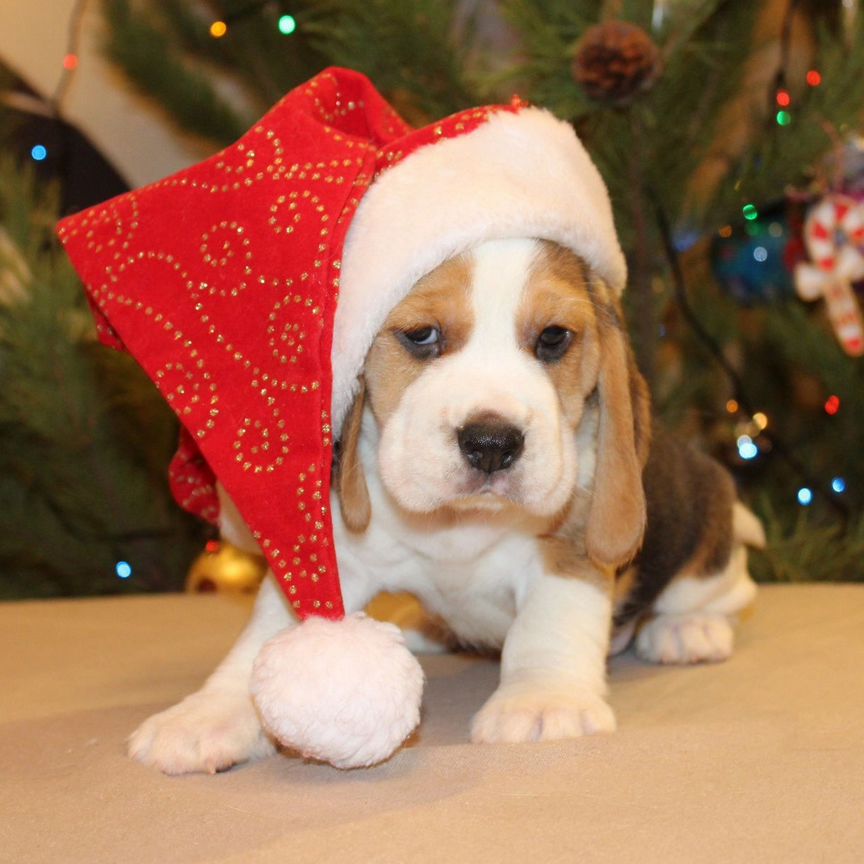 Очаровательный малыш породы Бигль