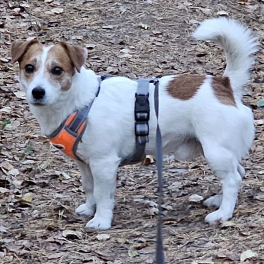 Вязка джек рассел терьер