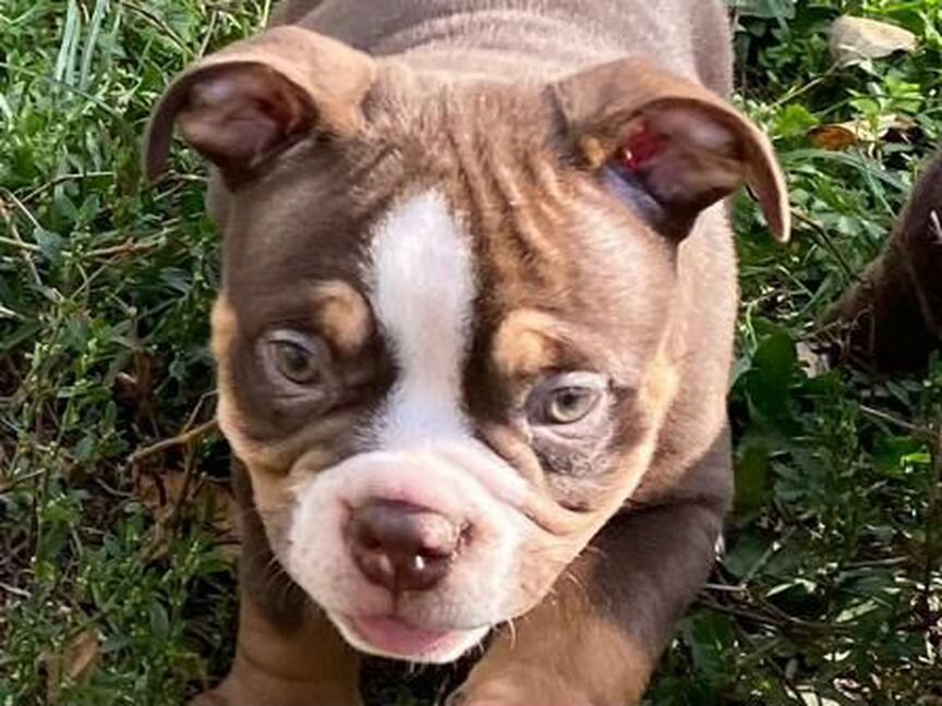 Заниженный pocket девочка американского булли