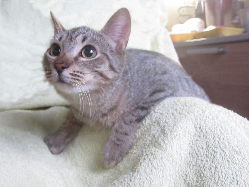 Котенок