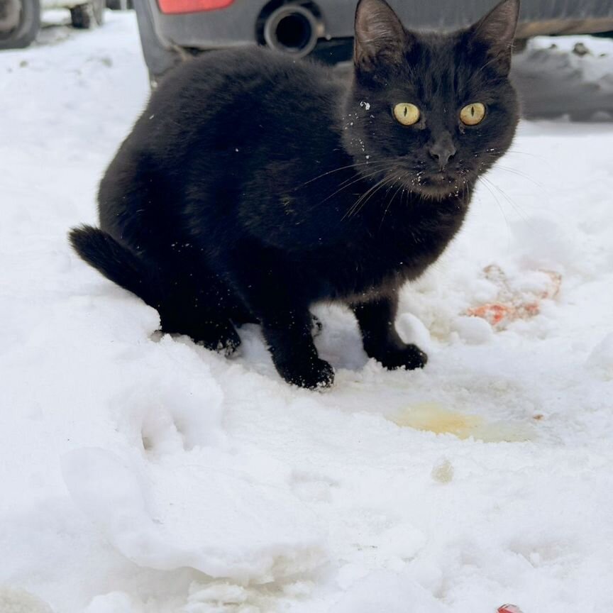 Кошка в добрые руки