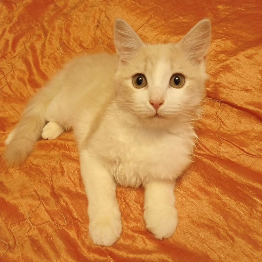 Котенок мальчик