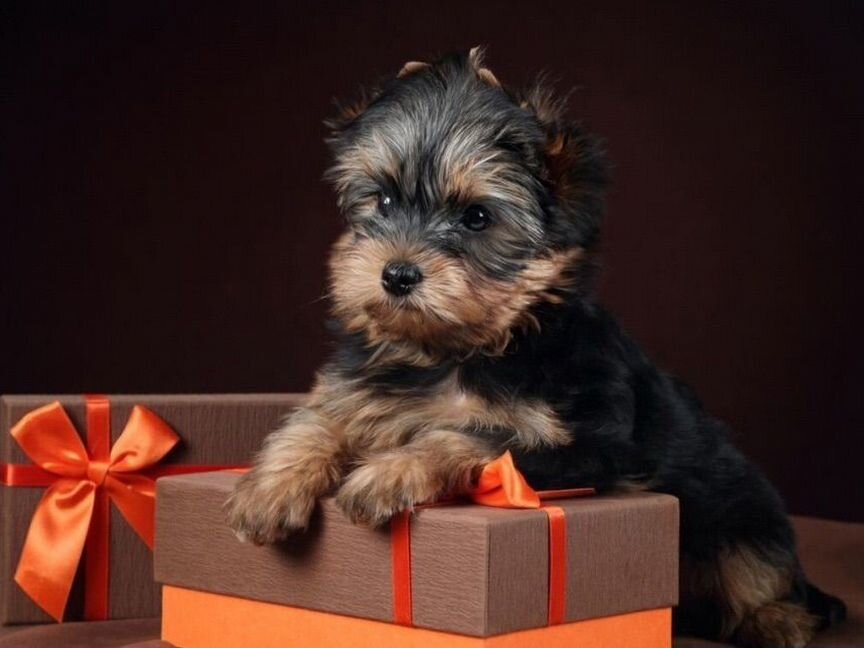 Йоркширский терьер