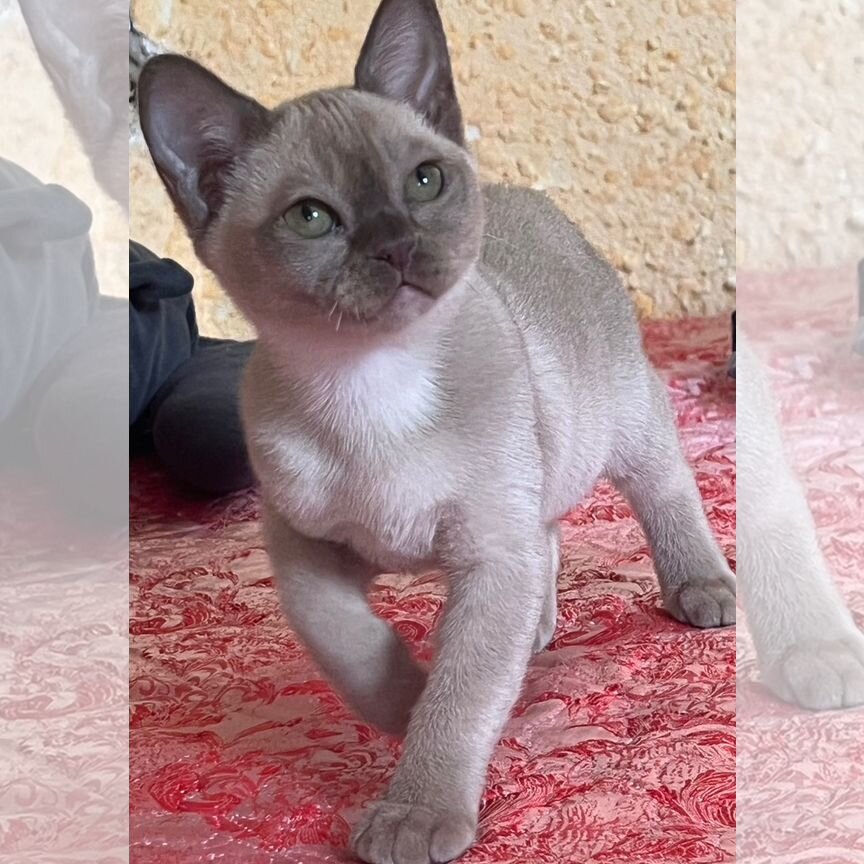 Европейский бурманский котёнок