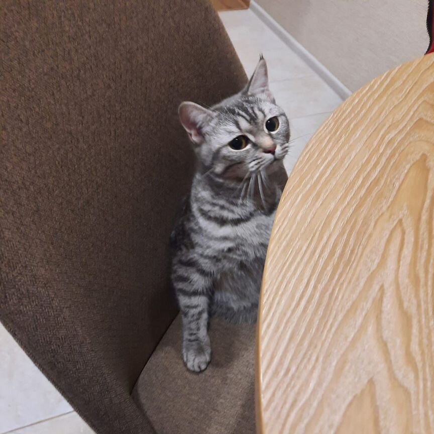 Кошки