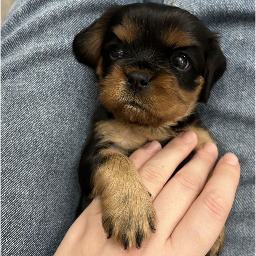 Кавалер кинг-чарльз-спаниель, щенок