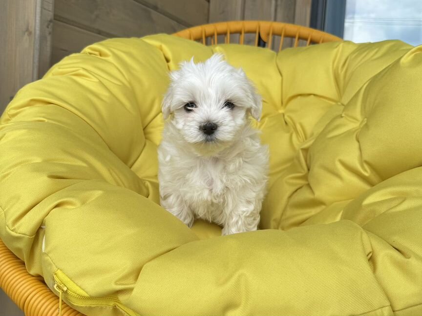 Мальтезе. Болонка. Мальтийская болонка