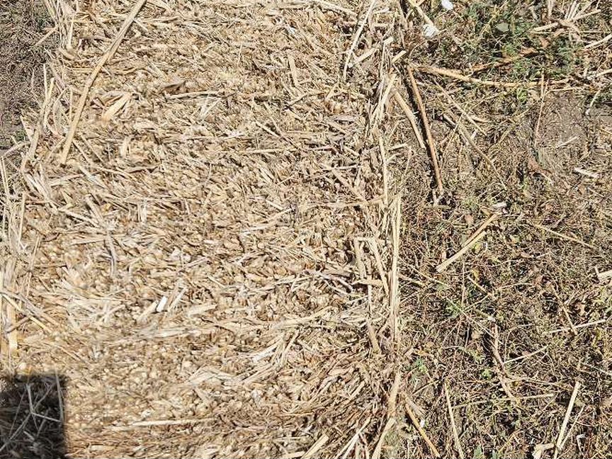 Сено суданка лебеда в тюках