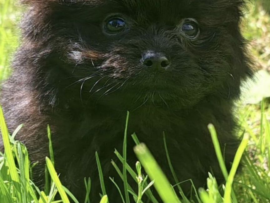 Щенки немецкого шпица девочка