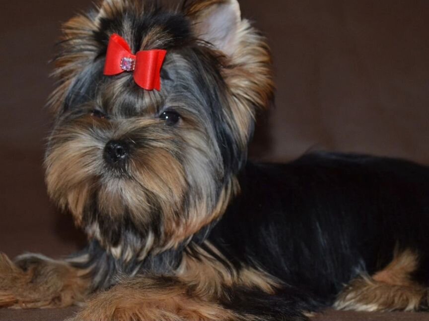 Красотка йорочка бэбифейс