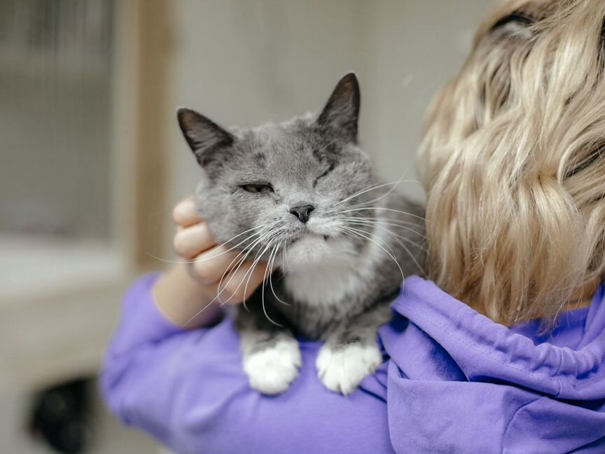 Кошка Миледи ищет дом