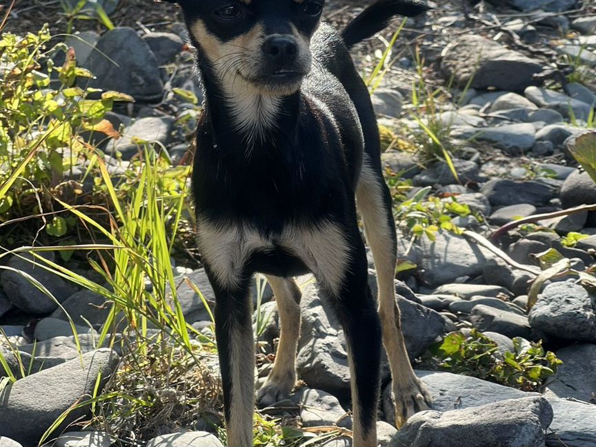 Вязка, Жених ищет невесту