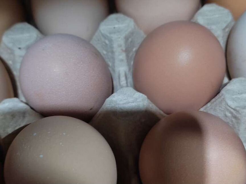 Яйцо куриное