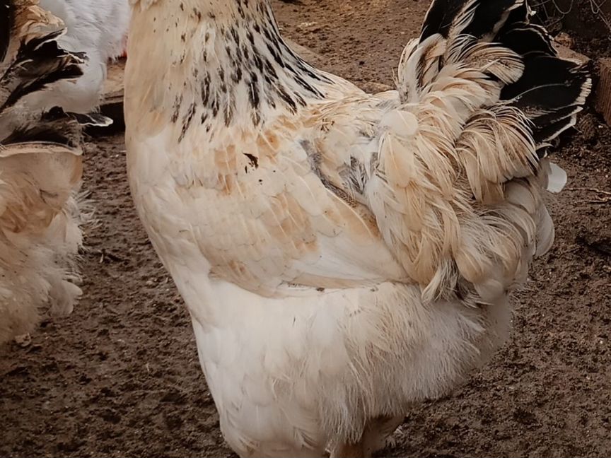 Семья микс брама+русская хохлатая