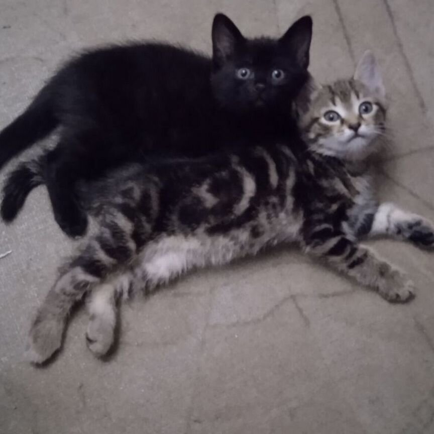 Котëнок (девочка) в добрые руки