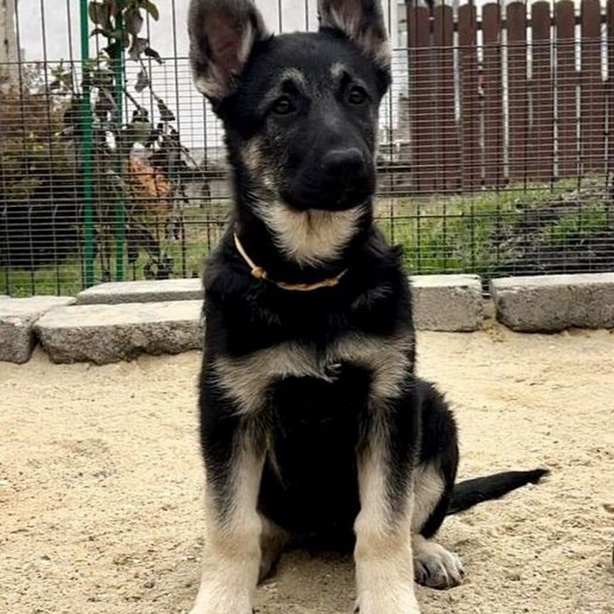 Девочка Восточноевропейской овчарки 2,5 месяца