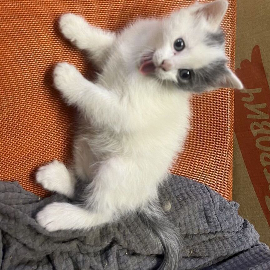 Котёнок в добрые руки