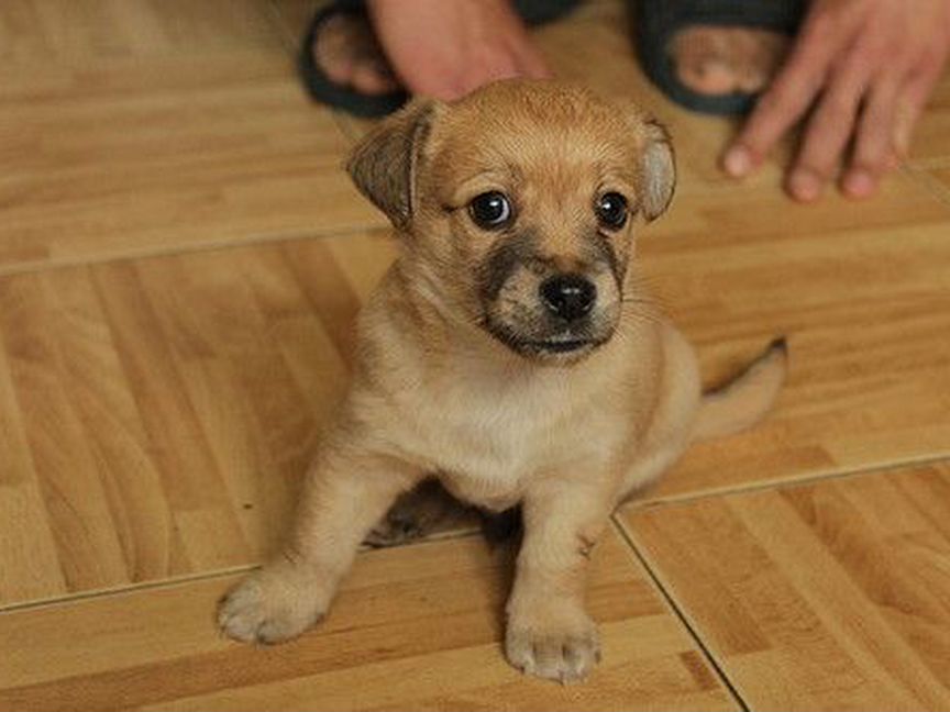 Красивый щеночек-кобелек Рыжик ждет своего хозяина