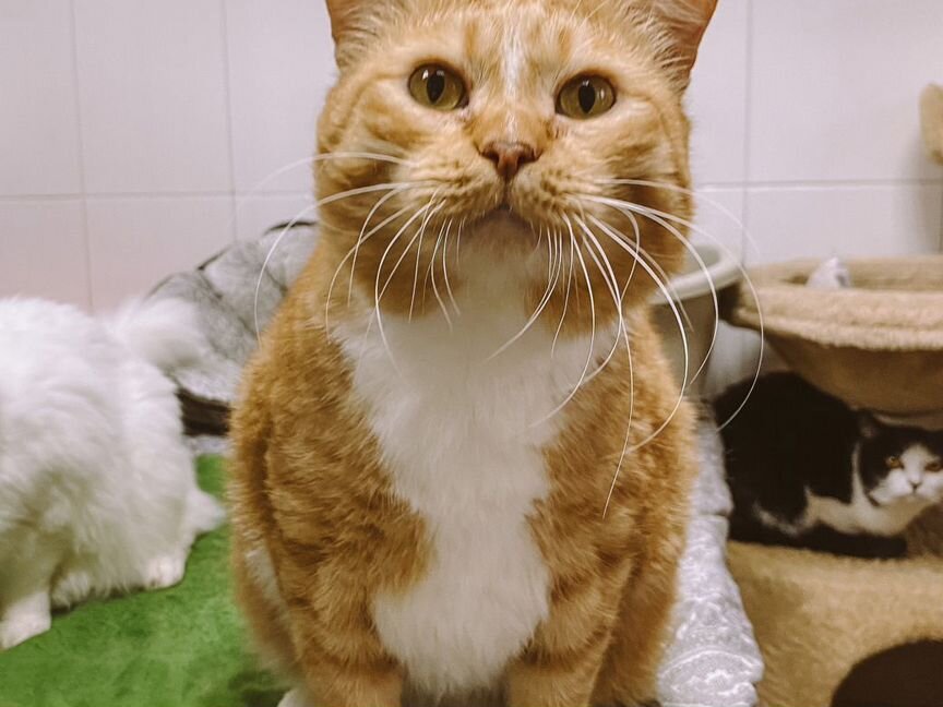 Плюшевая булочка ищет дом