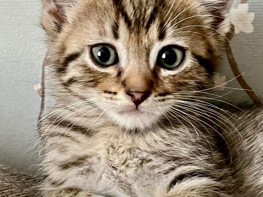 Крошечный котенок