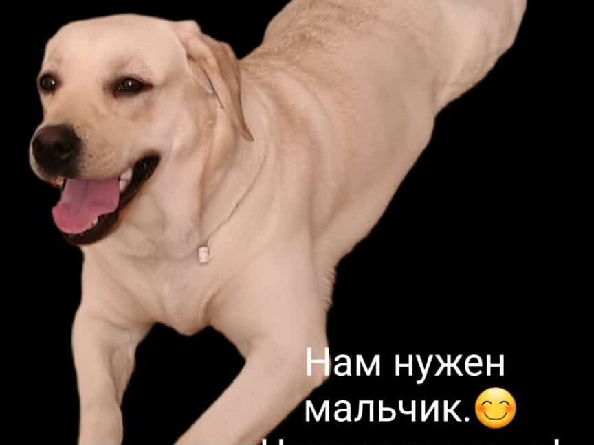 Лабрадор