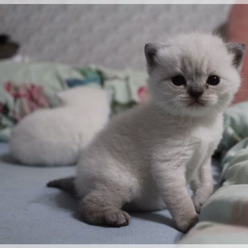 Шотландский прямоухий короткошёрстный котёнок