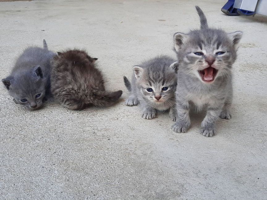Котята в добрые руки