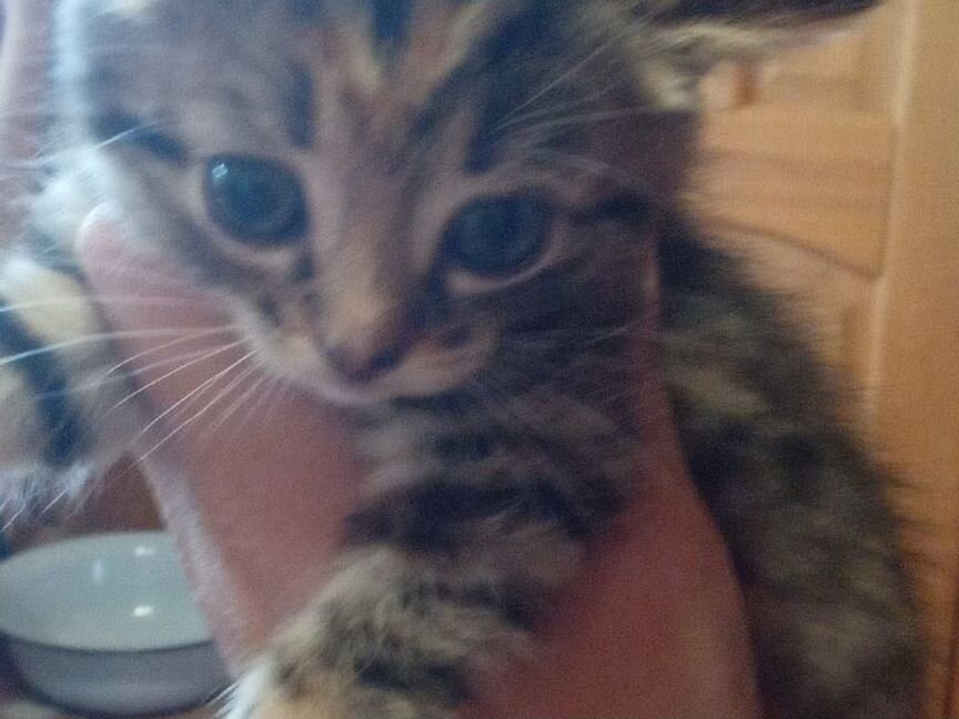 Кошка
