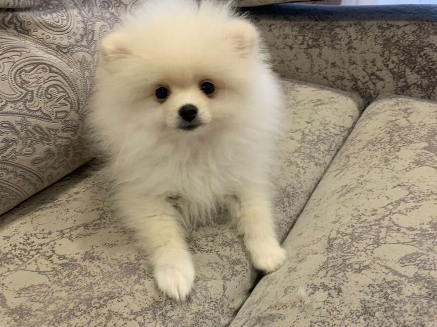 Шпицулька девочка