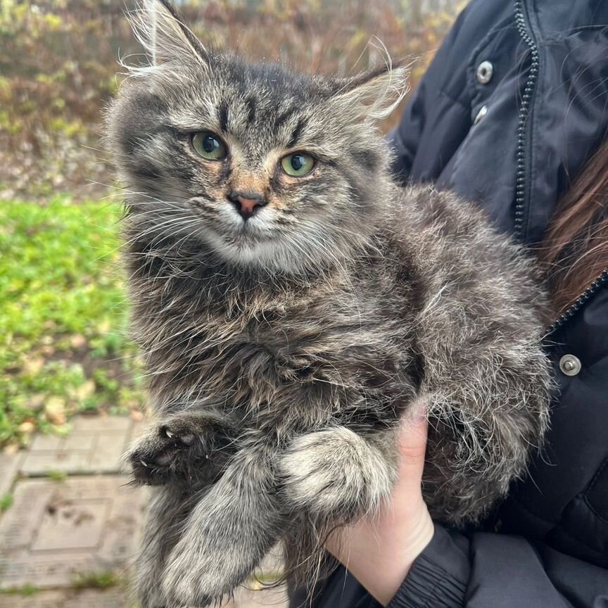 Котенок выживает на улице нужен дом