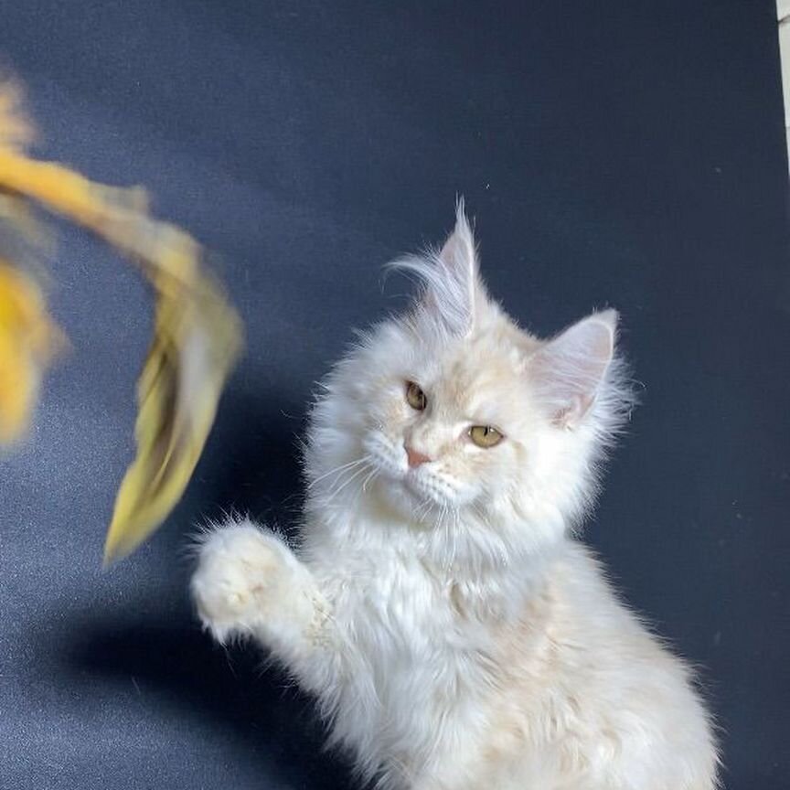 Котята мейн-кун