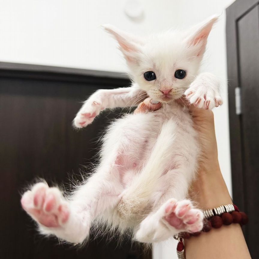 Мейн-кун котёнок