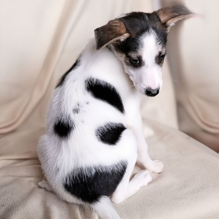 Щенок в добрые руки